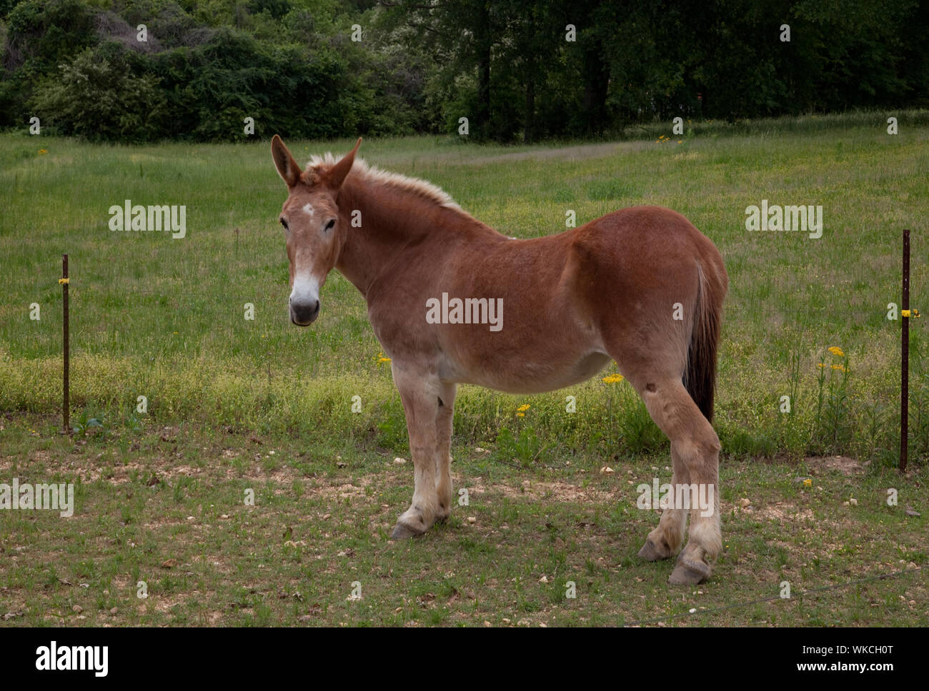 Jerry Brown pottery, Hamilton, Alabama Stock Photo - Alamy