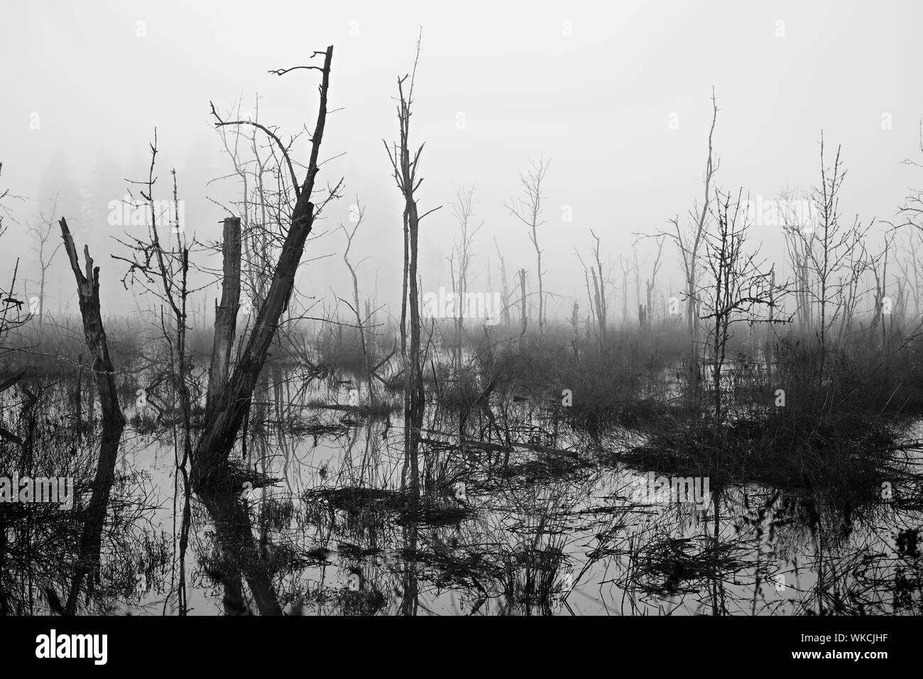 Swamp dead trees Black and White Stock Photos & Images - Alamy