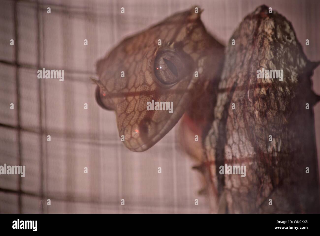Lizard cage hi-res stock photography and images - Alamy