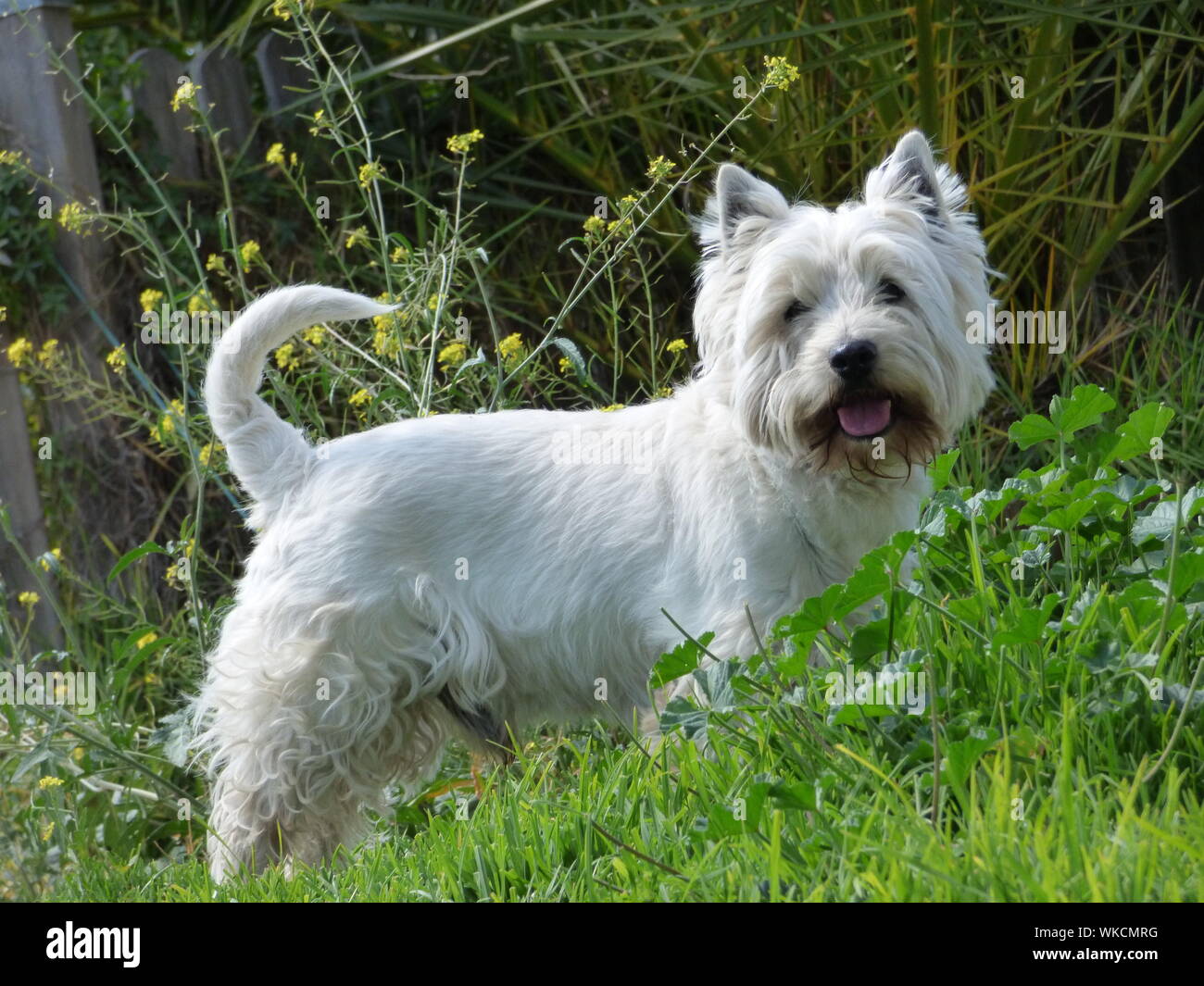Green grass and dog hi-res stock photography and images - Alamy