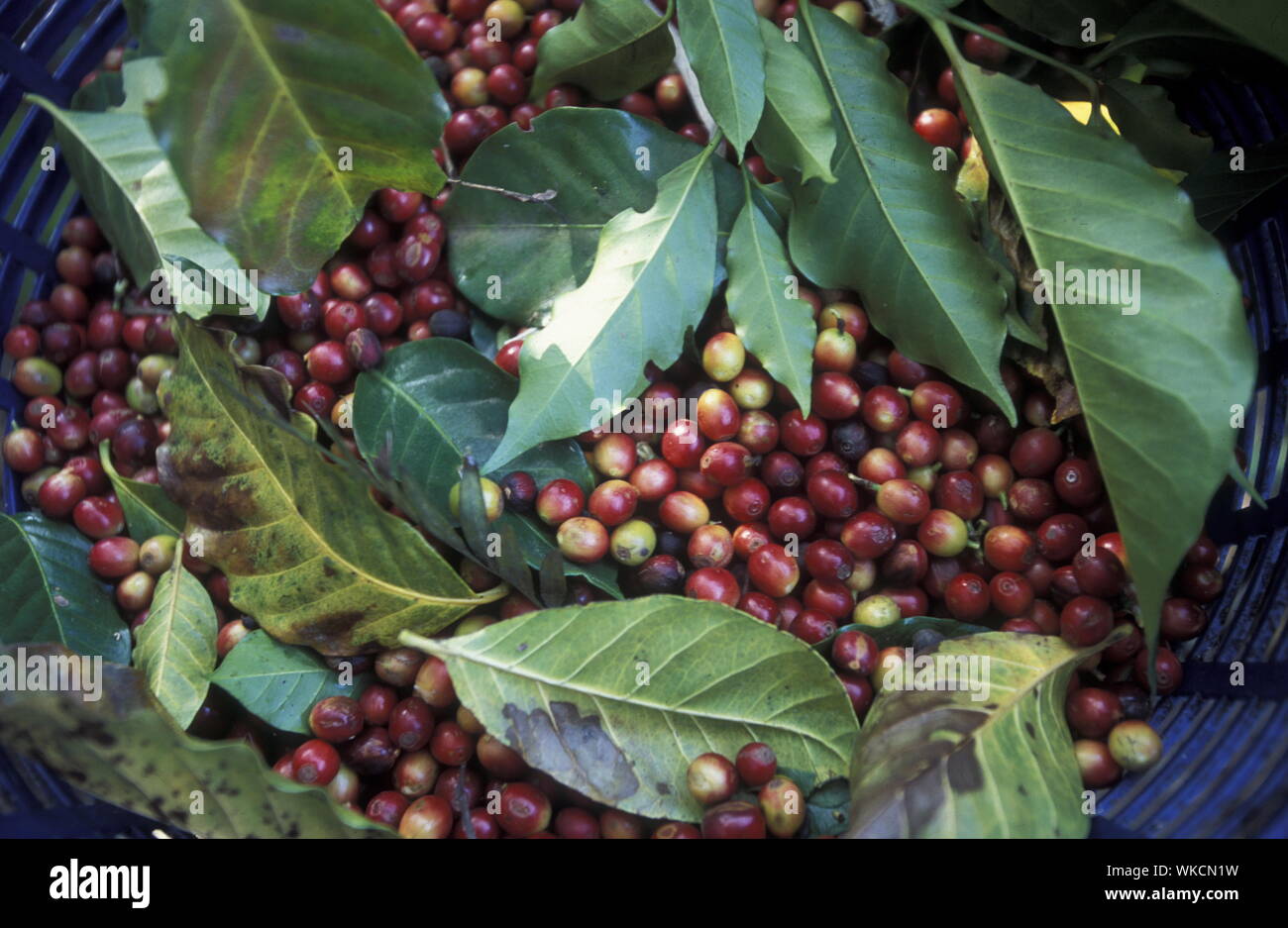 Green coffee container hi-res stock photography and images - Alamy