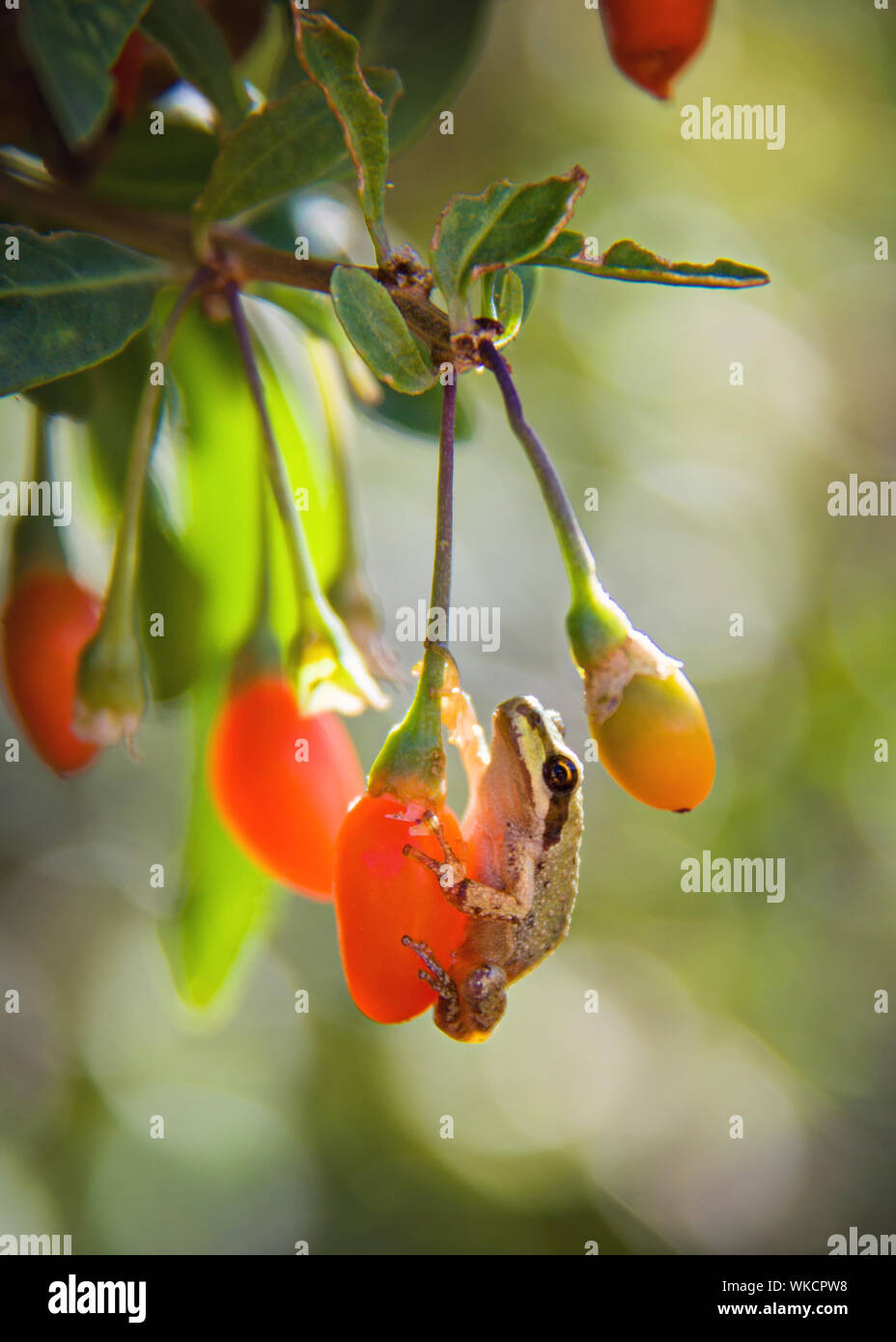 Tree frog eating hi-res stock photography and images - Alamy
