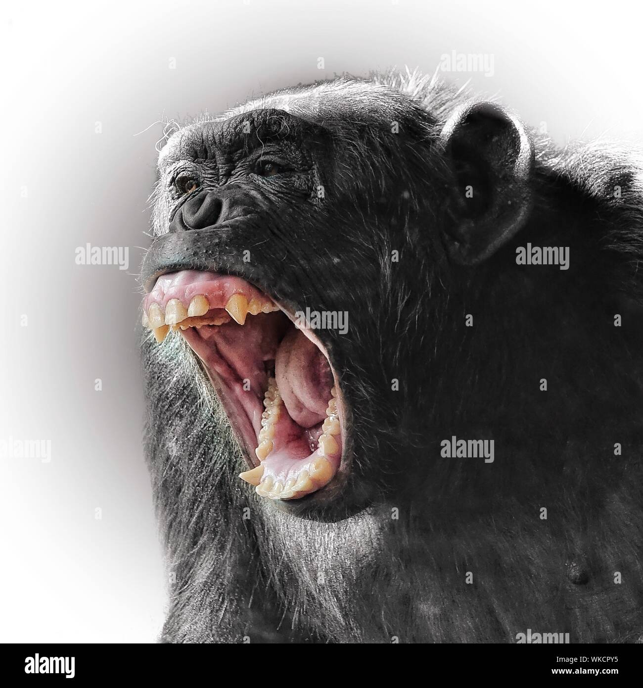 White ape hi-res stock photography and images - Alamy
