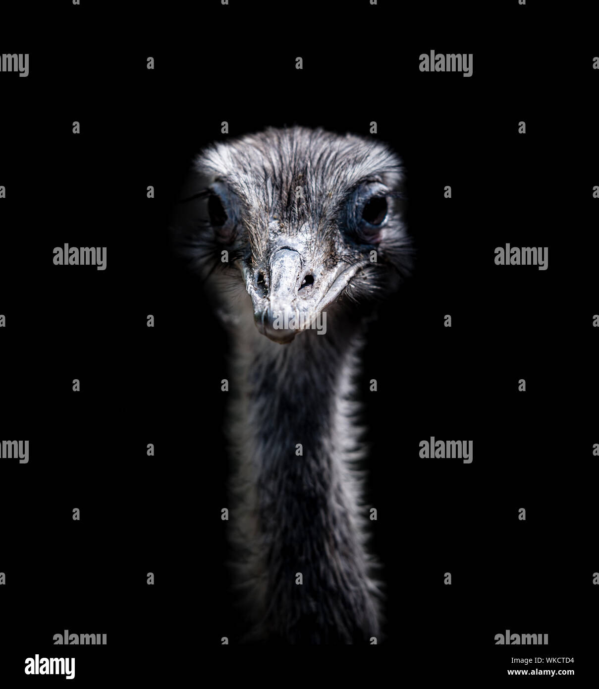 Austrich heads in front of a black background with sharp eye and beak ...