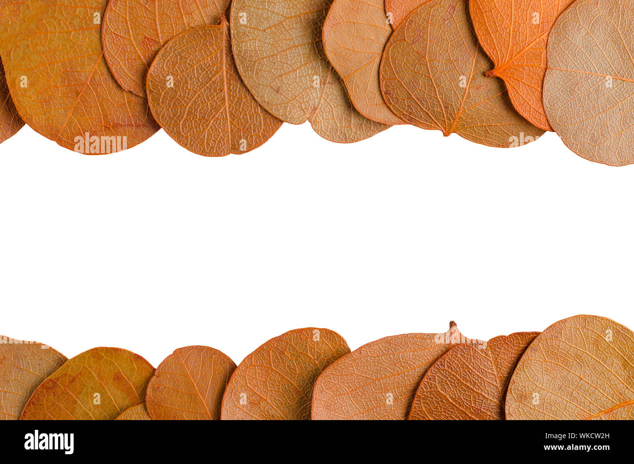 Autumn leaves border on horizontal white background Stock Photo - Alamy