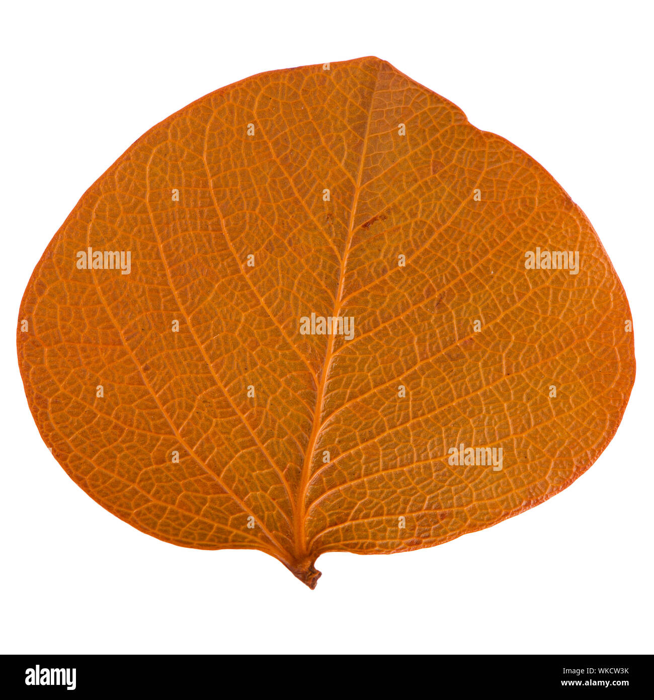 Autumn leaf isolated on white background Stock Photo - Alamy