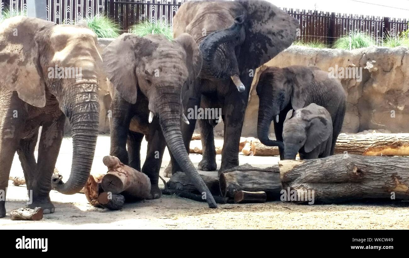 Elephants at zoo hi-res stock photography and images - Alamy
