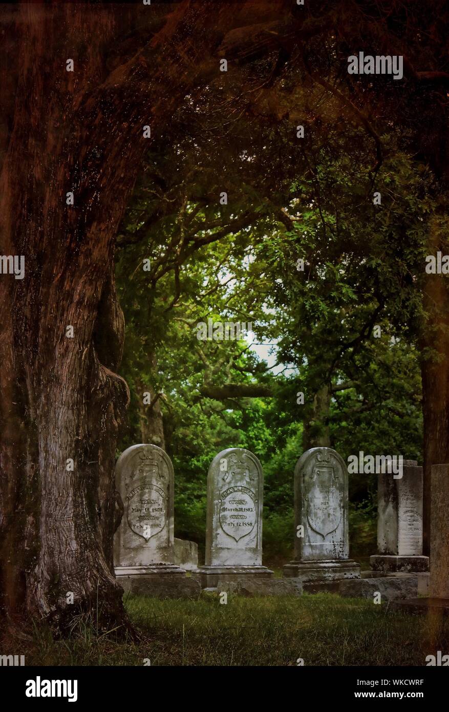 Old Growth Cemetery High Resolution Stock Photography and Images - Alamy