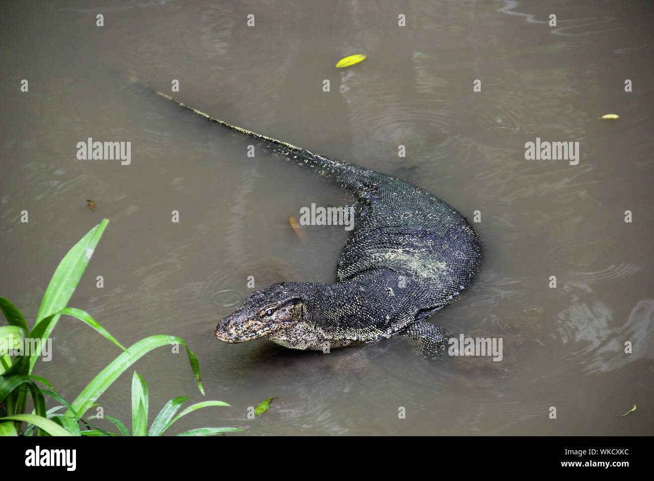Water Monitor lizard in Sarawak Borneo river Stock Photo - Alamy