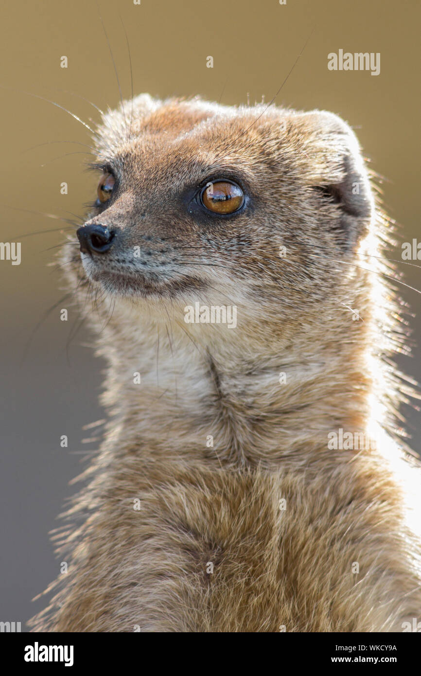 Close up of mongoose hi-res stock photography and images - Alamy