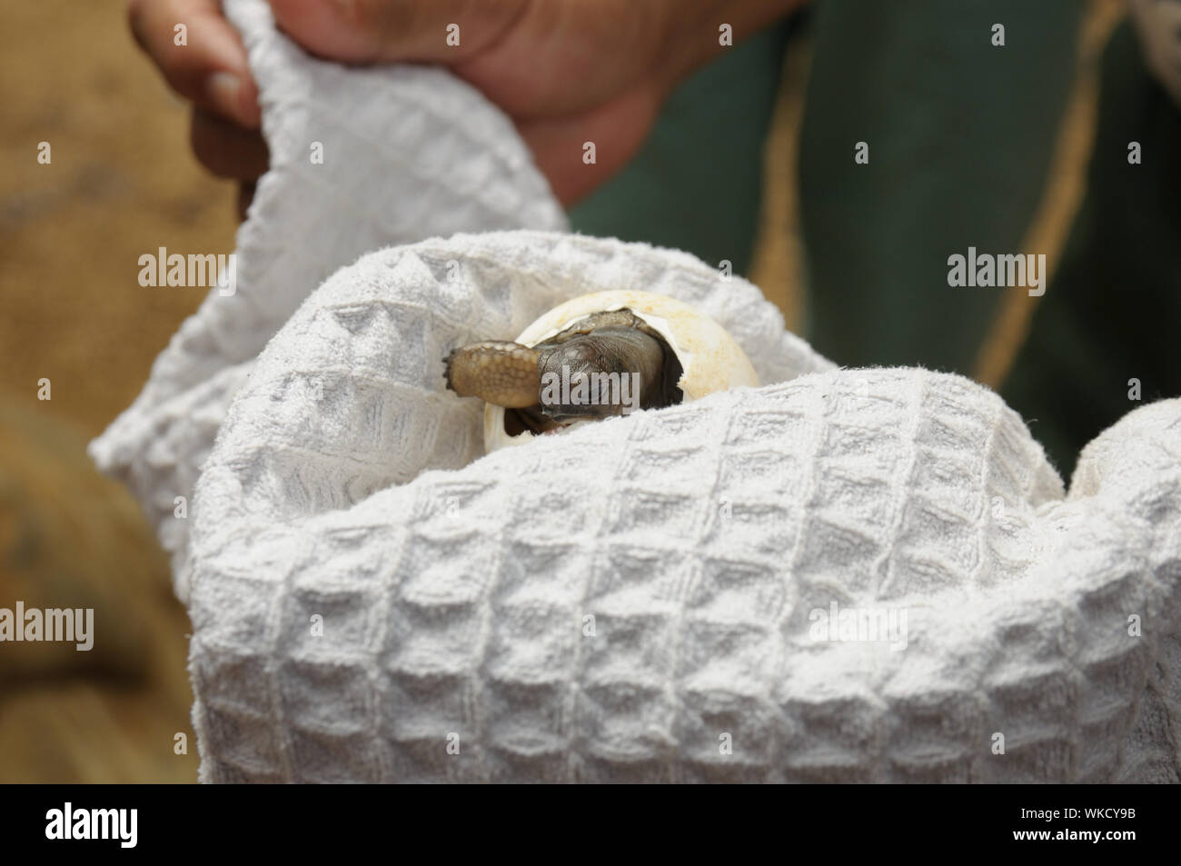 Hatching egg hi-res stock photography and images - Alamy