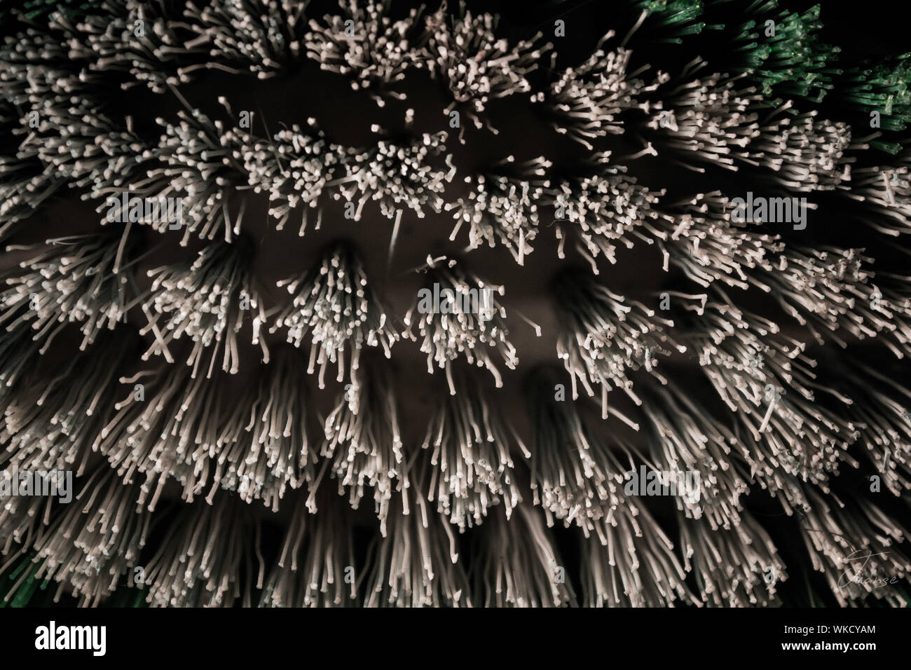 Plastic bristles hi-res stock photography and images - Alamy