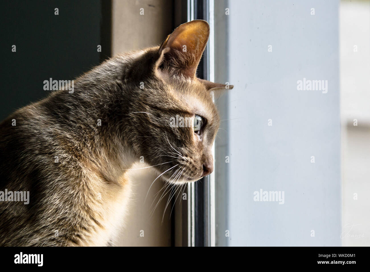 orange cat looking out the window Stock Photo - Alamy