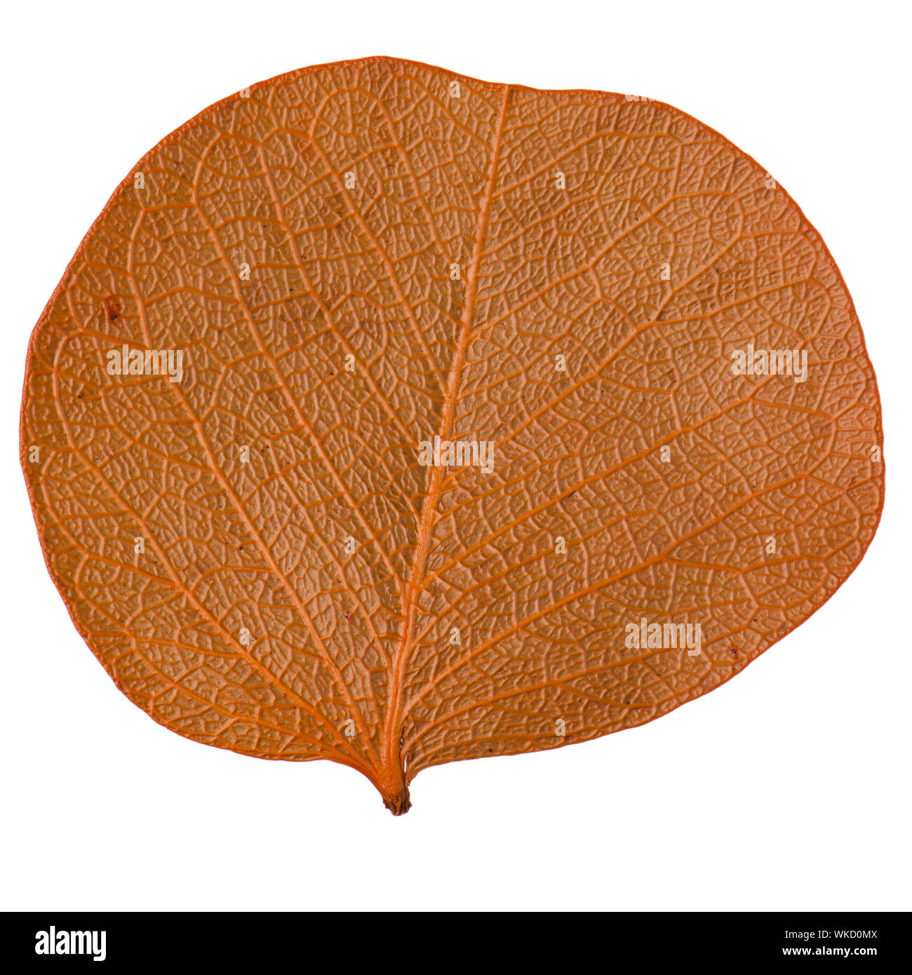 Autumn leaf isolated on white background Stock Photo - Alamy