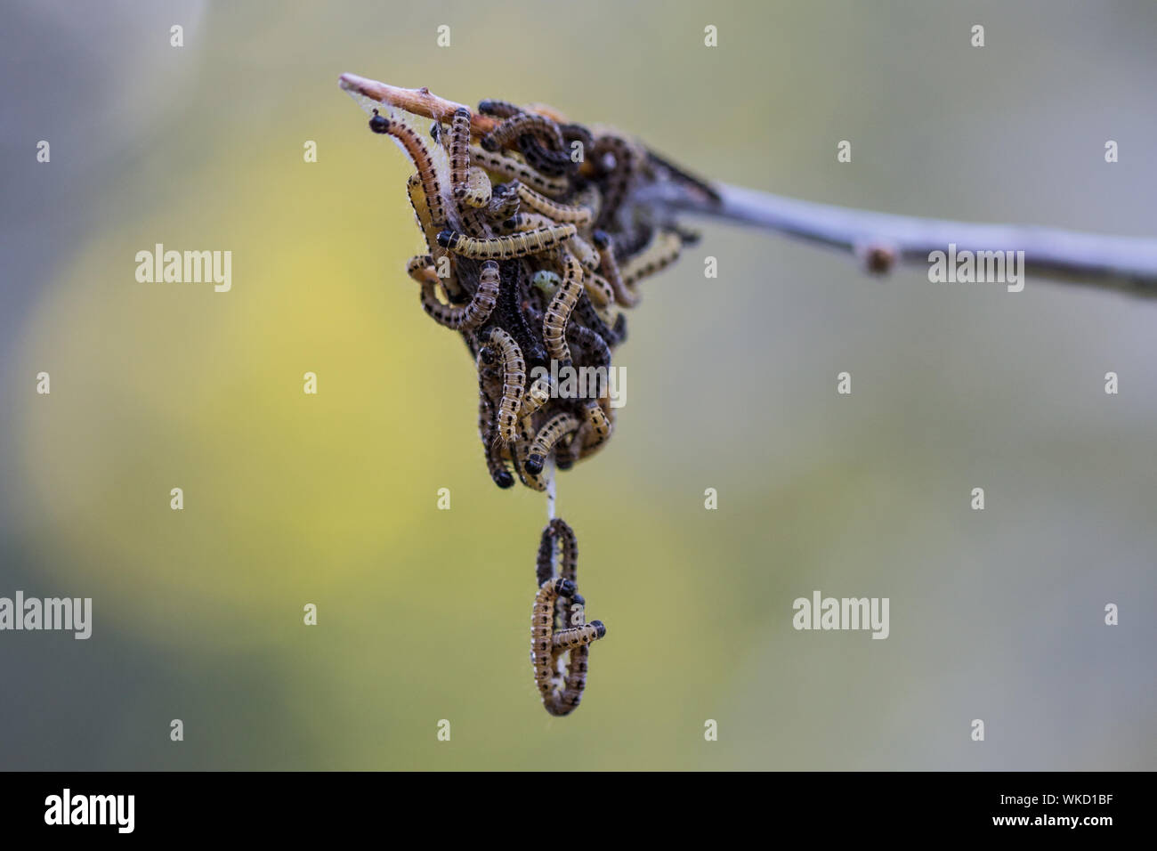 Stick caterpillars hi-res stock photography and images - Alamy