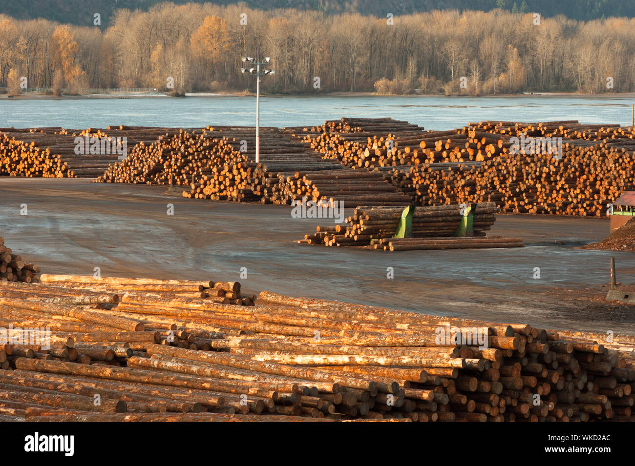 Large storage yard for logging industry export from the Columbia River ...
