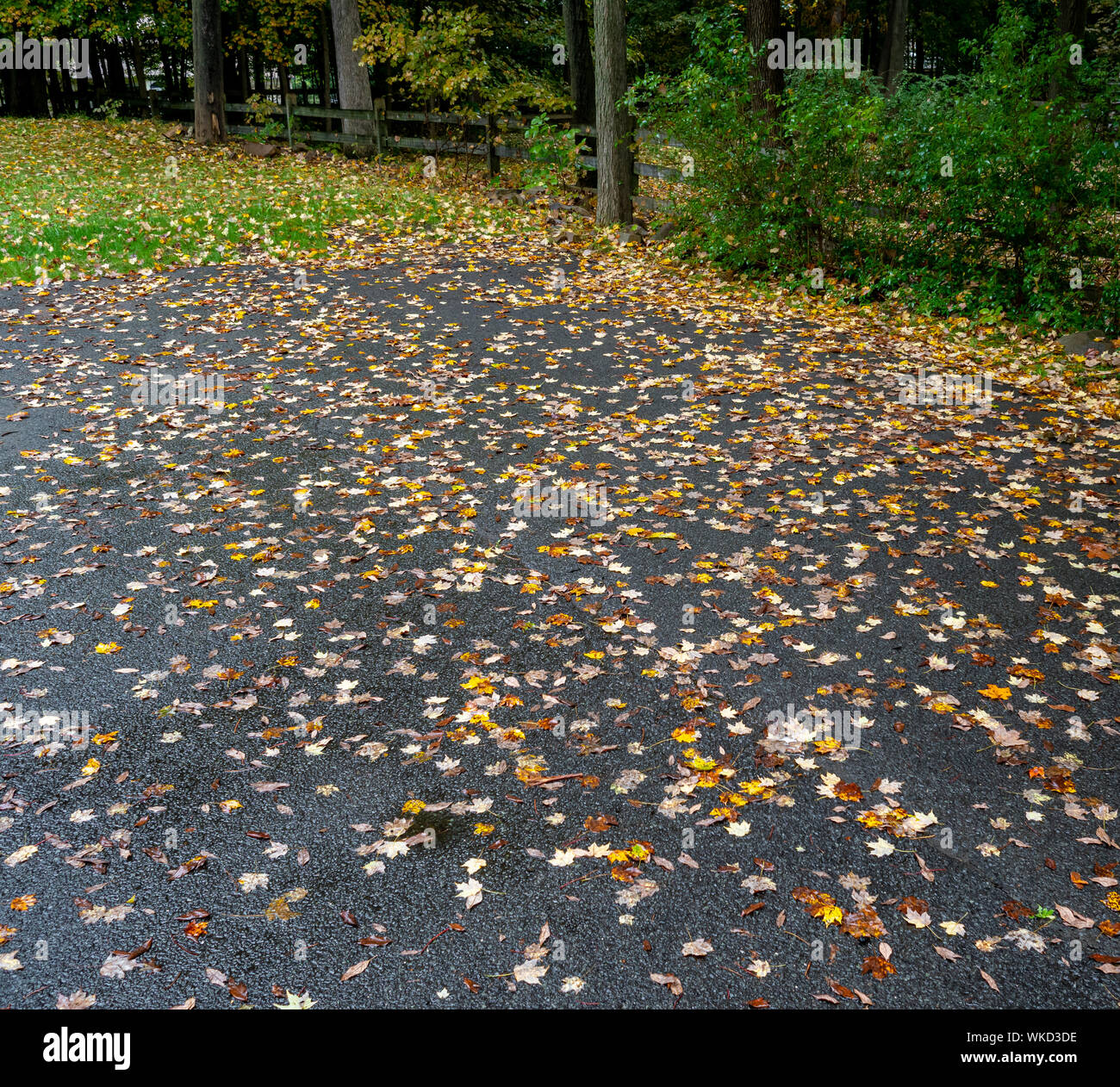 Backyard environment hi-res stock photography and images - Alamy