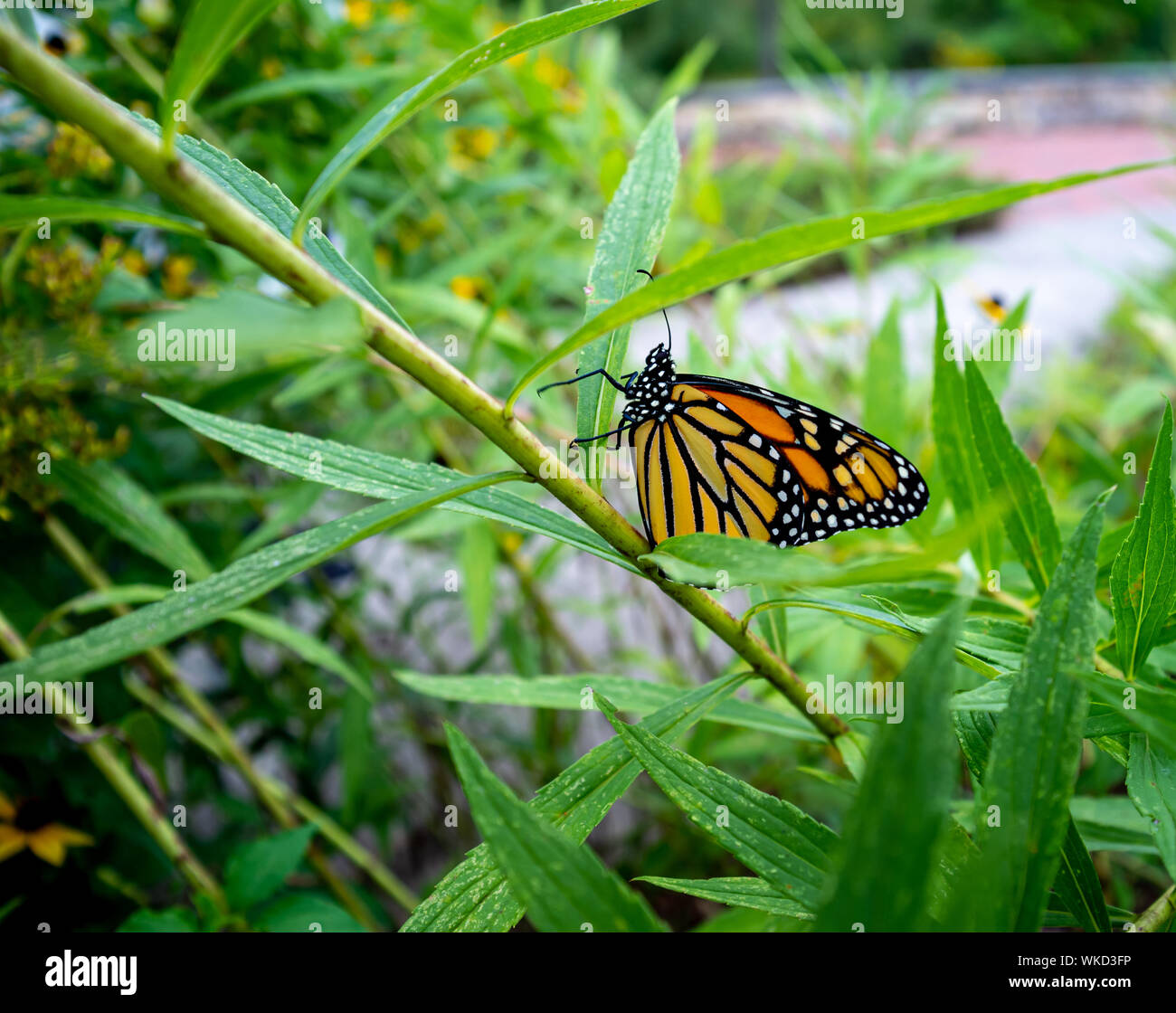 Monarch Branch High Resolution Stock Photography and Images - Alamy
