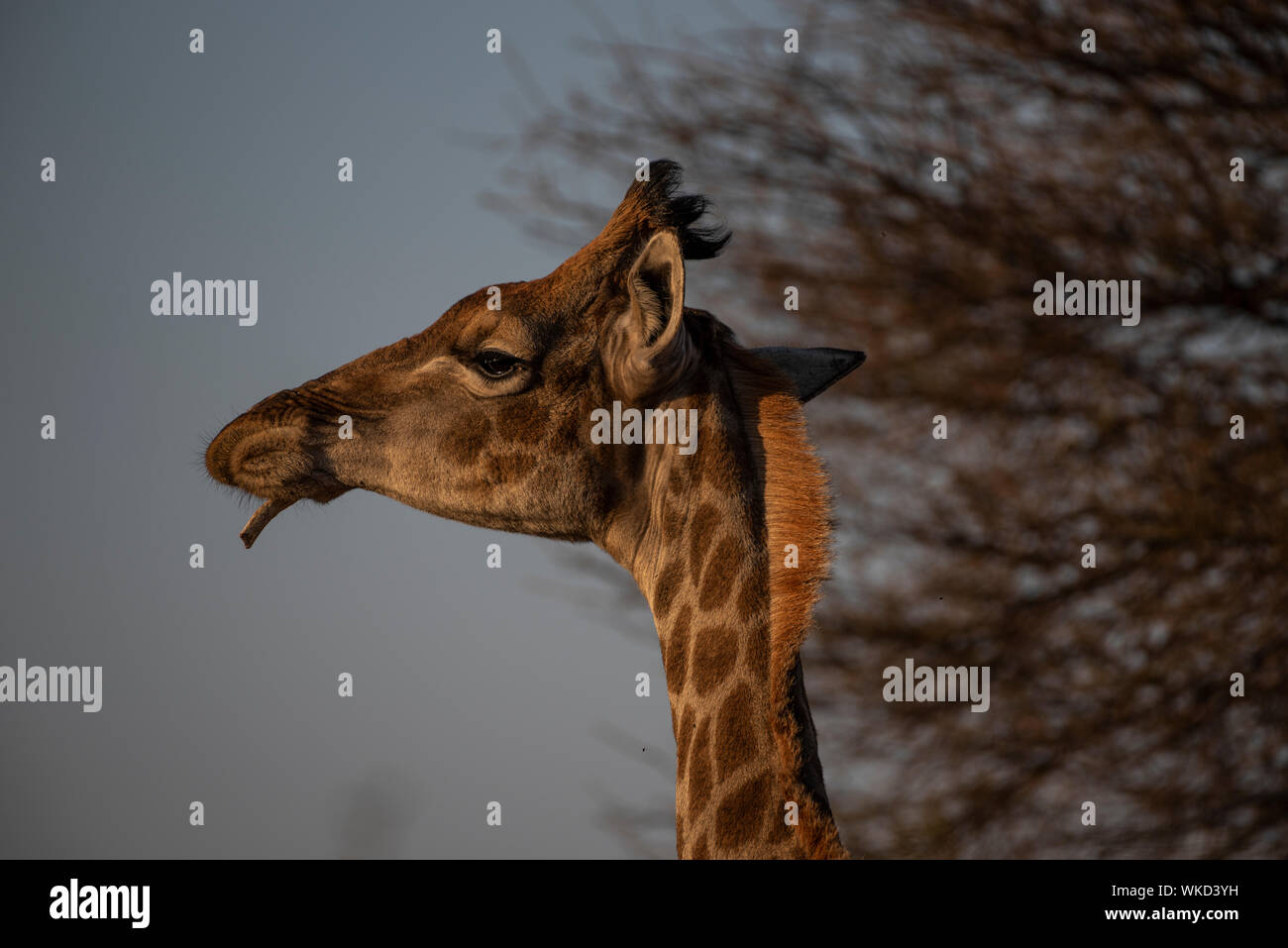 Giraffe with a bone hi-res stock photography and images - Alamy