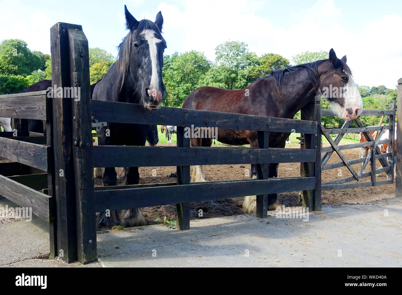 Elderly horses enjoying their retirement at the Home of Rest for Old ...