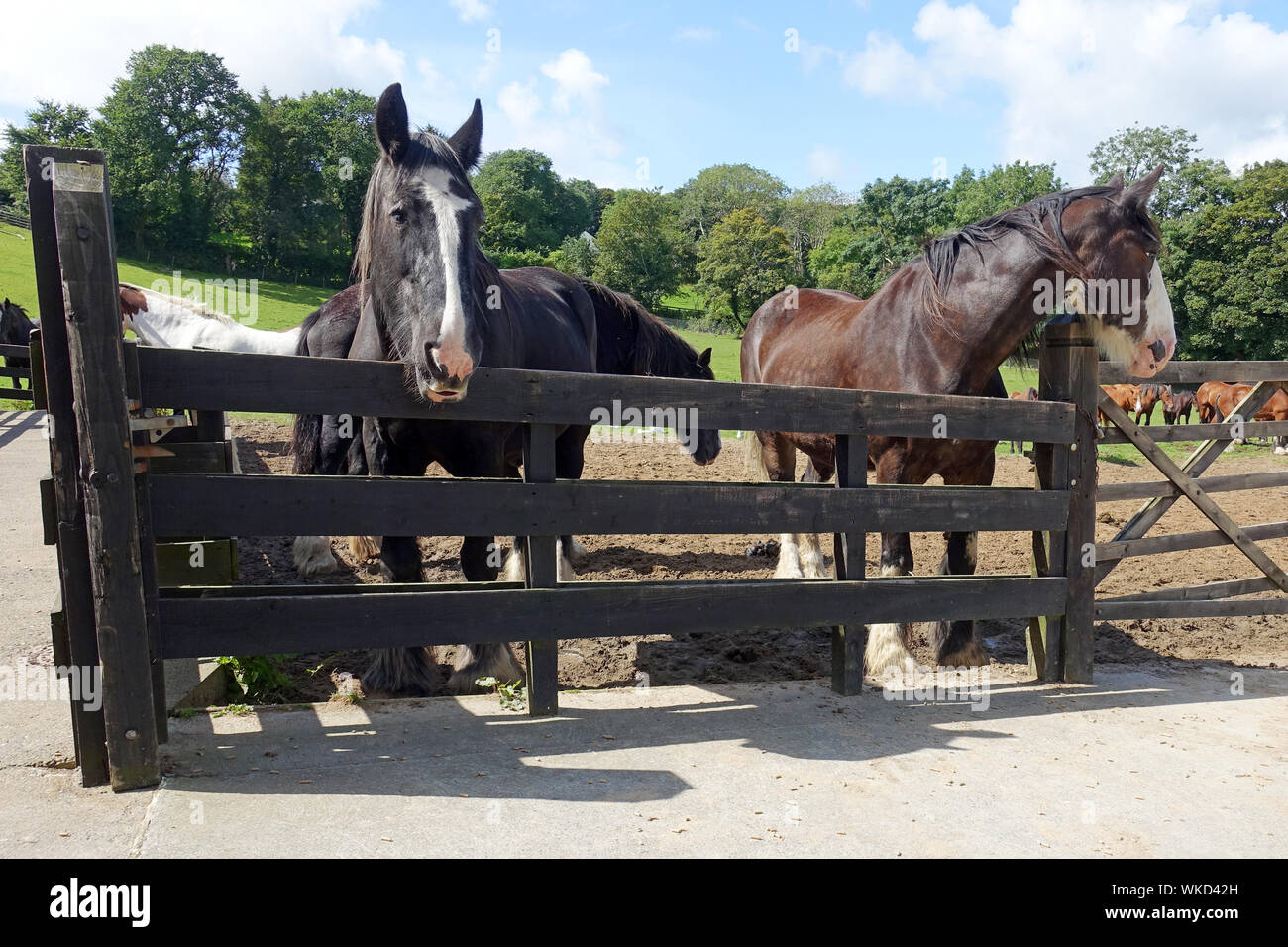 Retirement Horses High Resolution Stock Photography and Images - Alamy