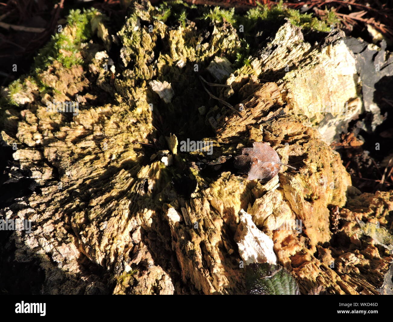 Rotting tree stump hi-res stock photography and images - Alamy