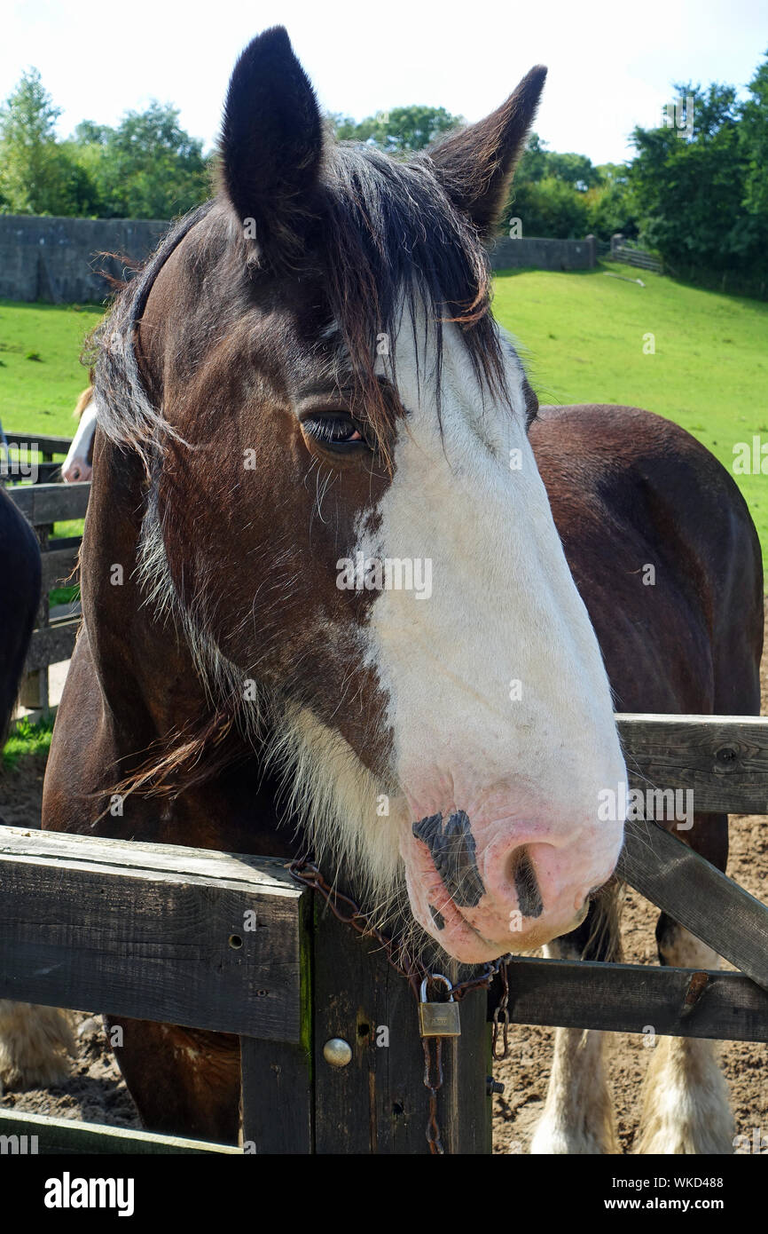 Elderly Horse enjoying retirement at the Home of Rest for Old Horses ...