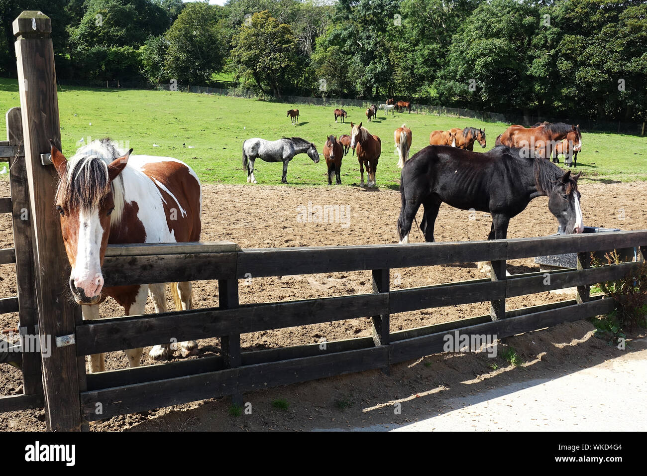 Horse paddock at Home of Rest for Old Horses, Richmond Hill, Isle of ...