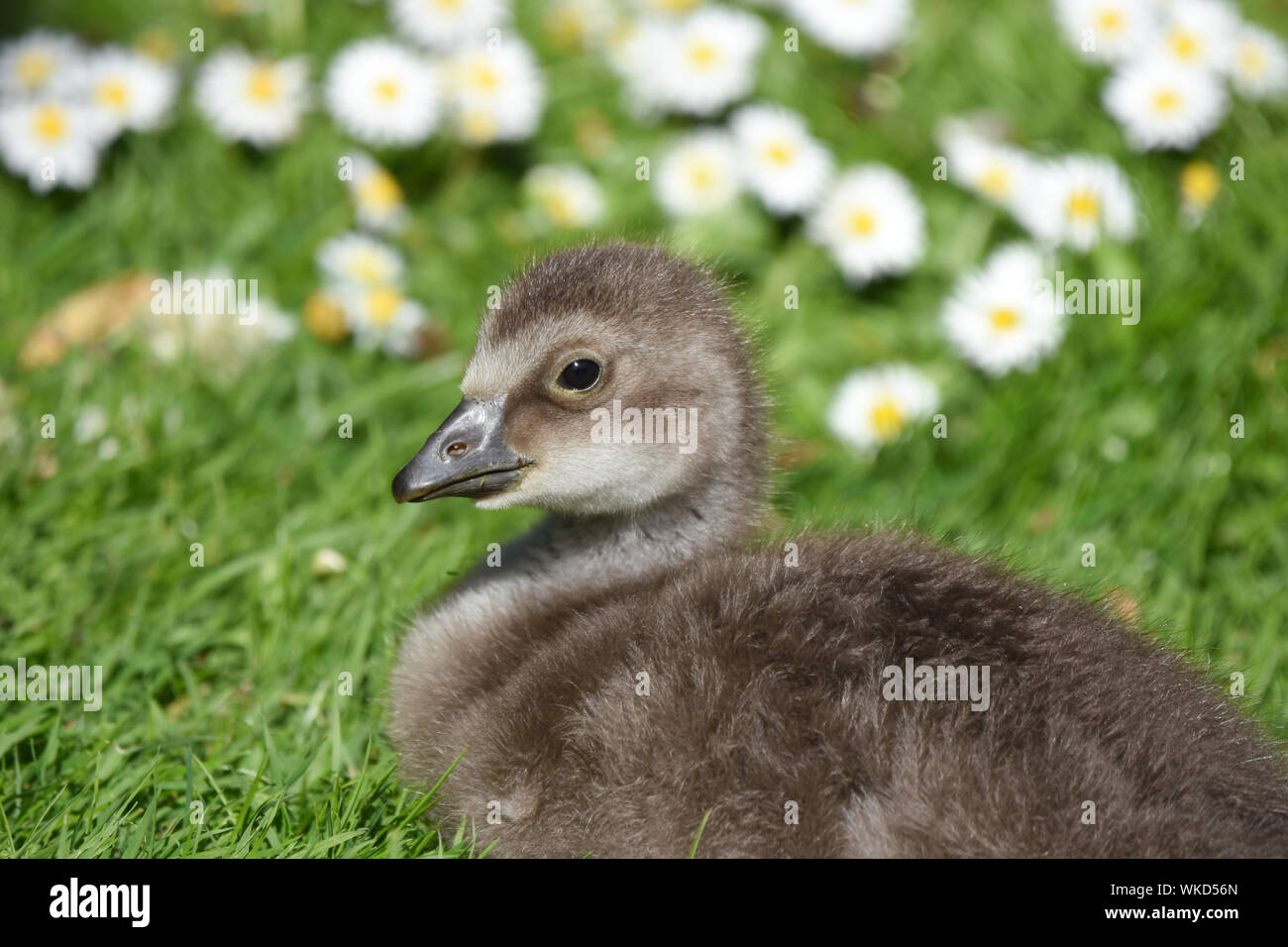 People ducking hi-res stock photography and images - Alamy