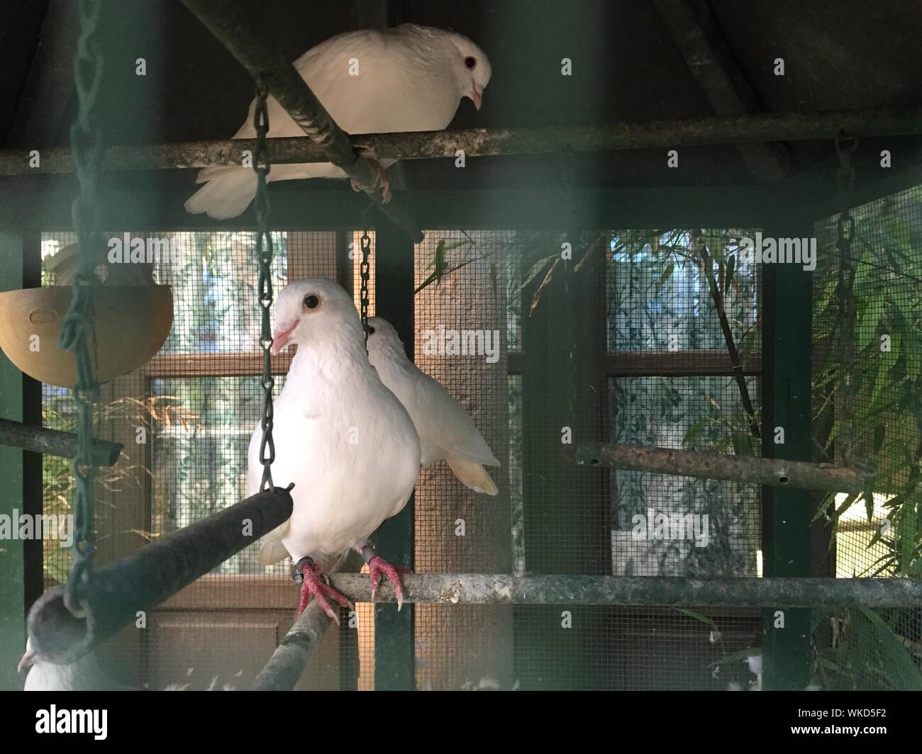 Domestic doves hi-res stock photography and images - Alamy