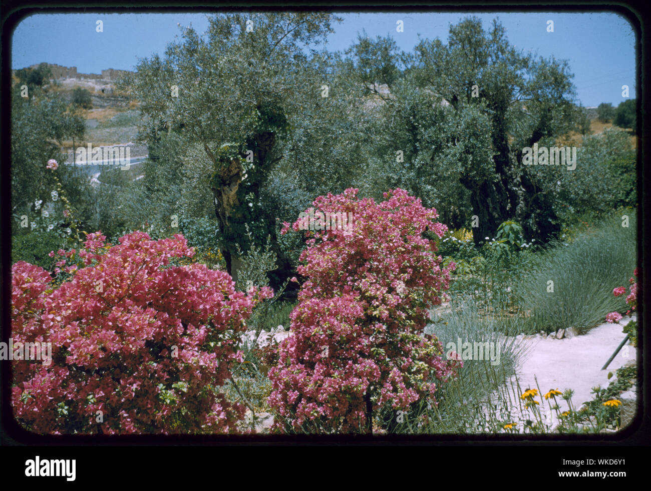 Jerusalem. In Garden of Gethsemane. Trees & colorful flowers Stock ...