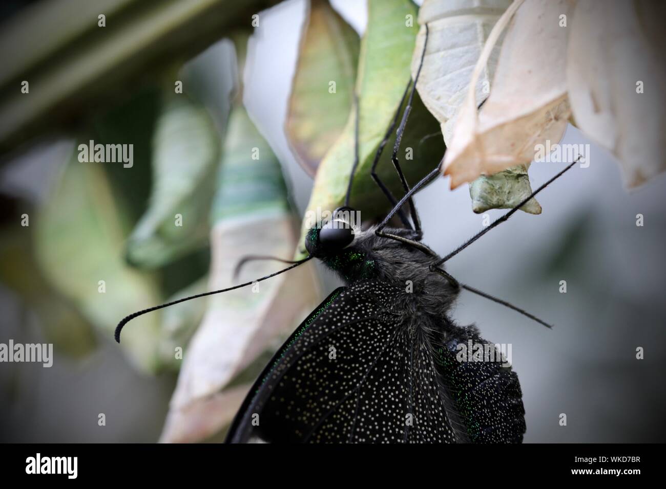 Coming insect hi-res stock photography and images - Alamy