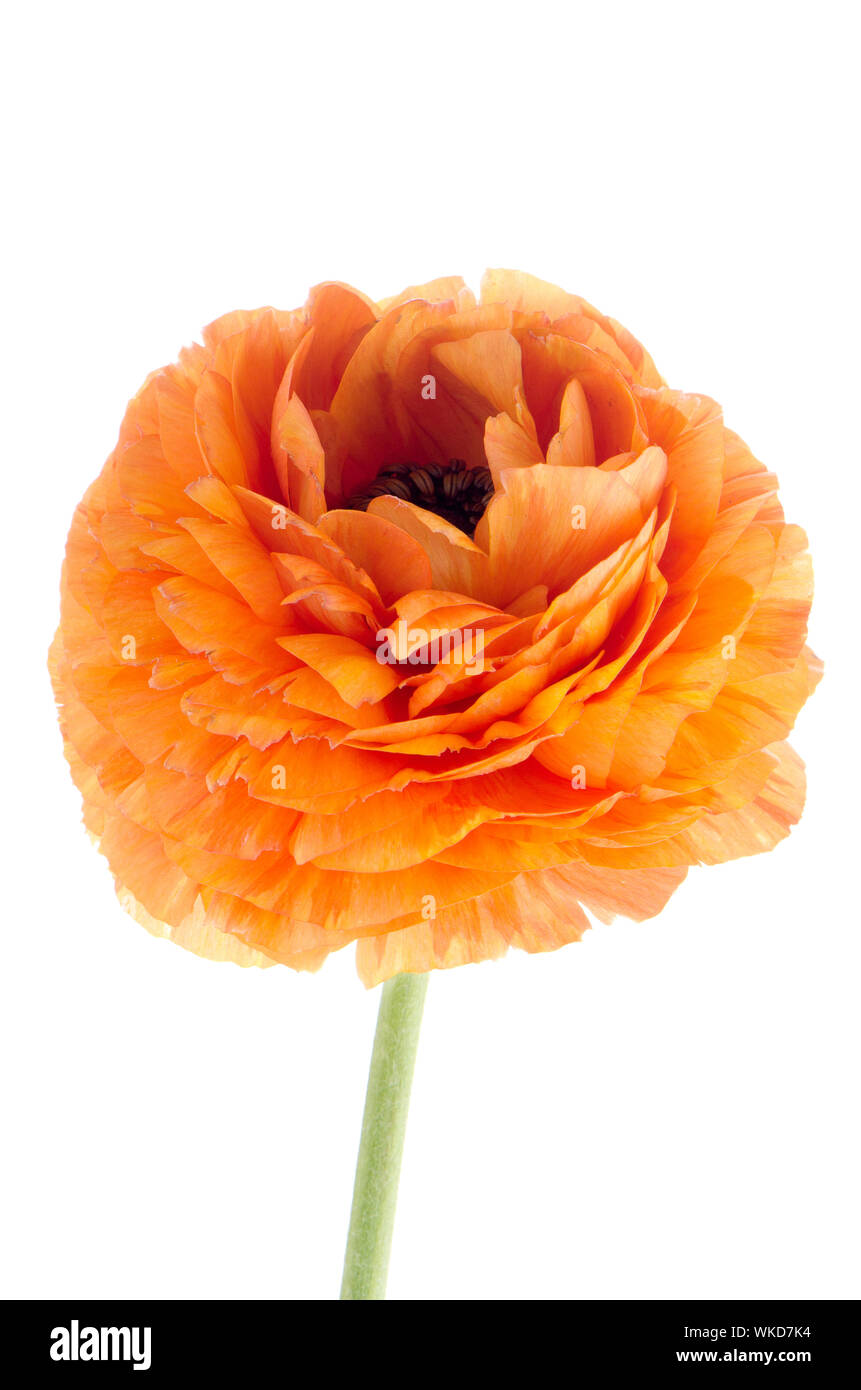 Beautiful orange eustoma isolated on white background Stock Photo - Alamy
