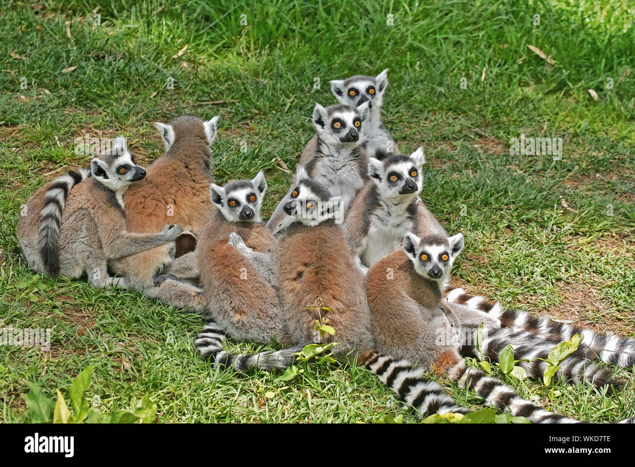 group of ring-tailed lemurs, lemur catta Stock Photo - Alamy