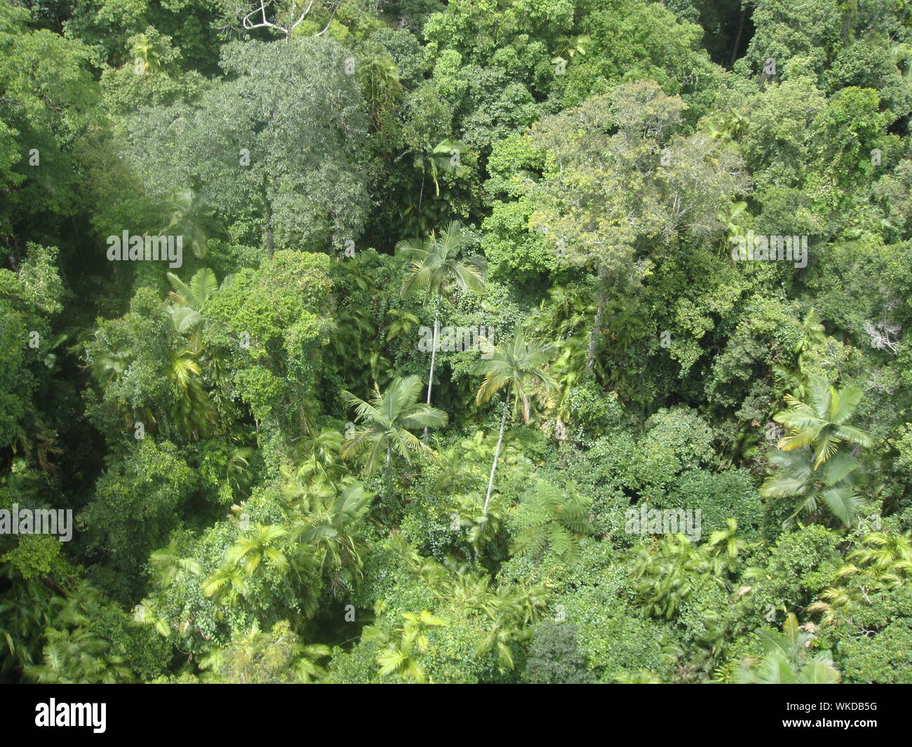 Rainforest plants close up hi-res stock photography and images - Alamy