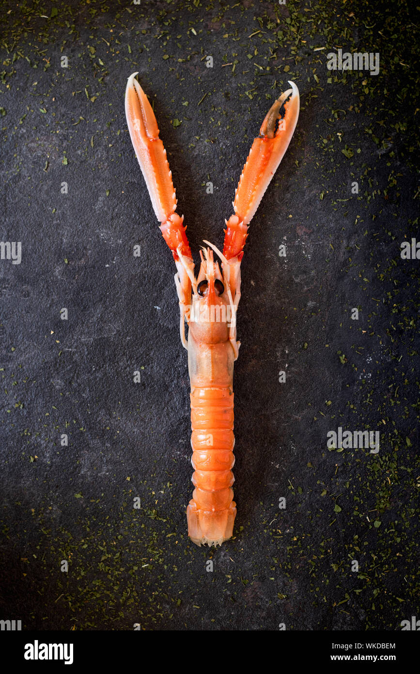 Norway lobster fauna hi-res stock photography and images - Alamy