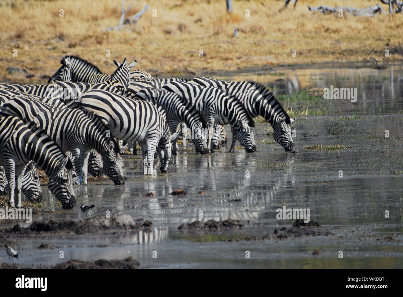 Zebra drinking water hi-res stock photography and images - Alamy