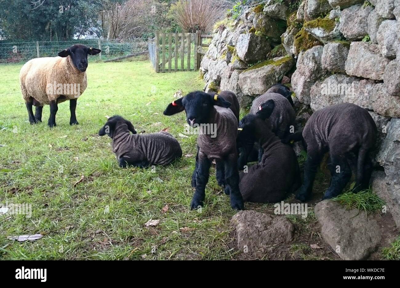 Sheep Heard High Resolution Stock Photography and Images - Alamy