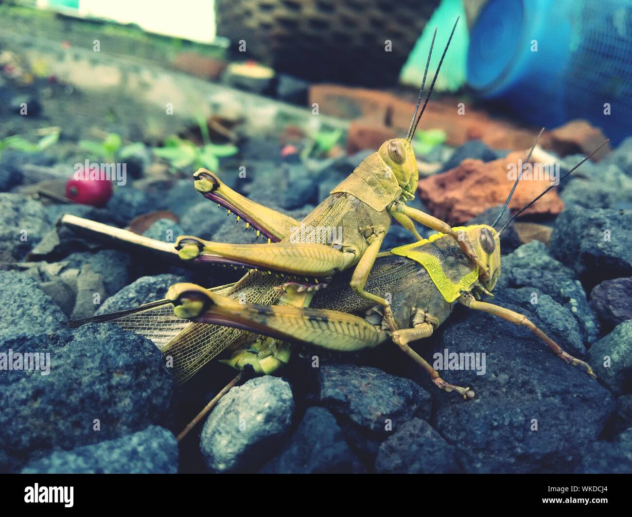 Mating of grasshoppers hi-res stock photography and images - Alamy