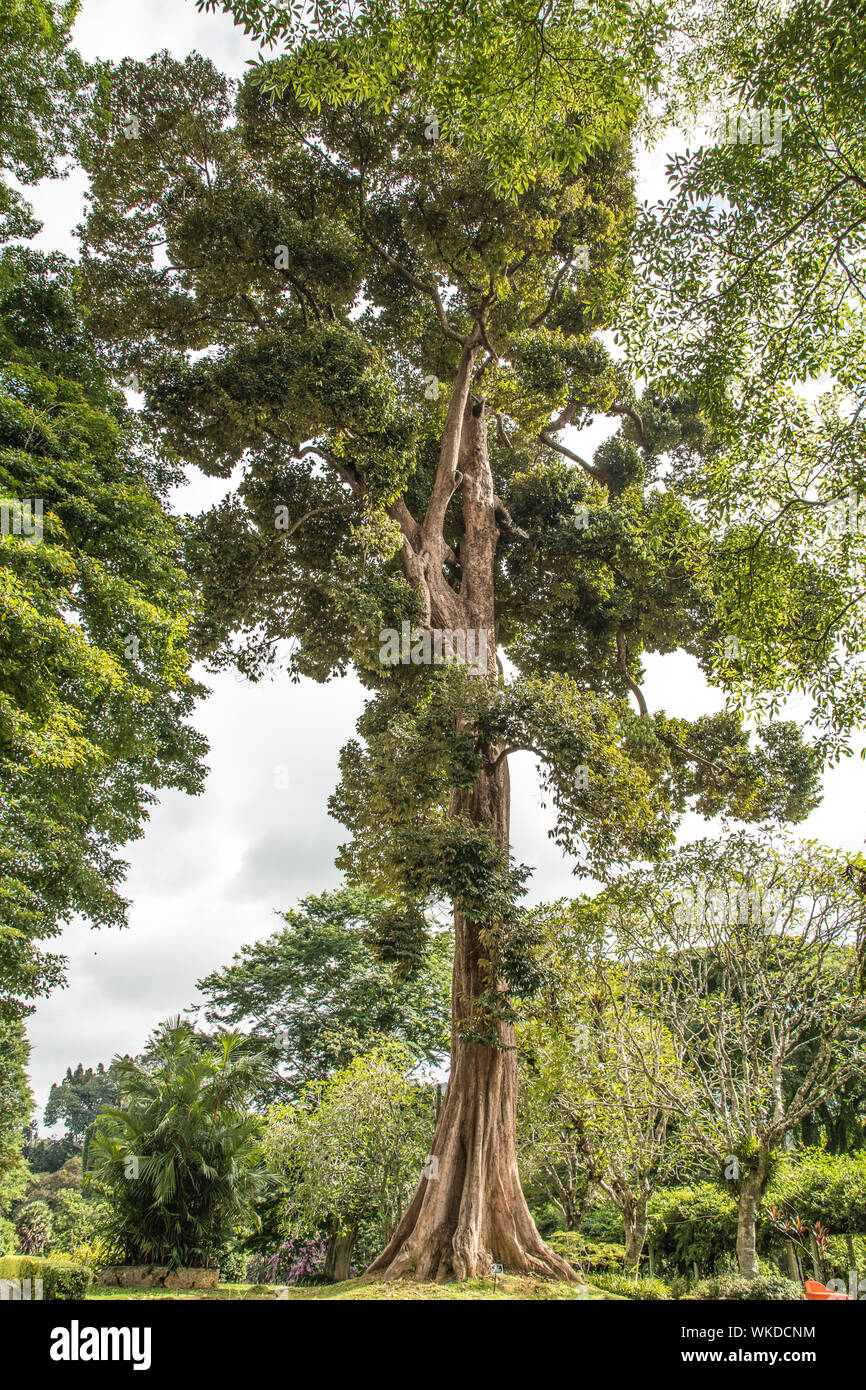 Giant in forest hi-res stock photography and images - Alamy