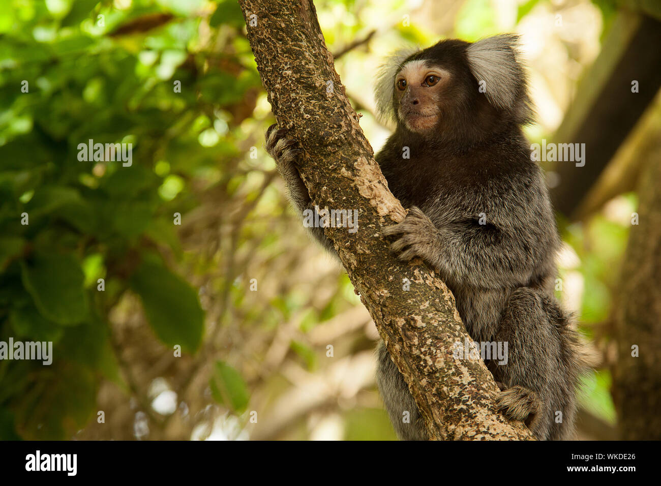 Wild Tamarind High Resolution Stock Photography and Images - Alamy