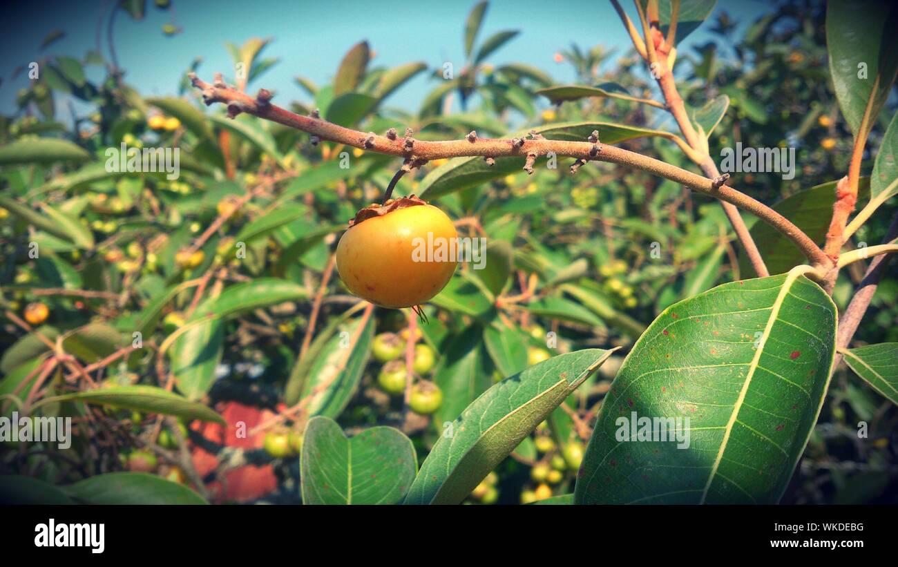 Nanche plant hi-res stock photography and images - Alamy