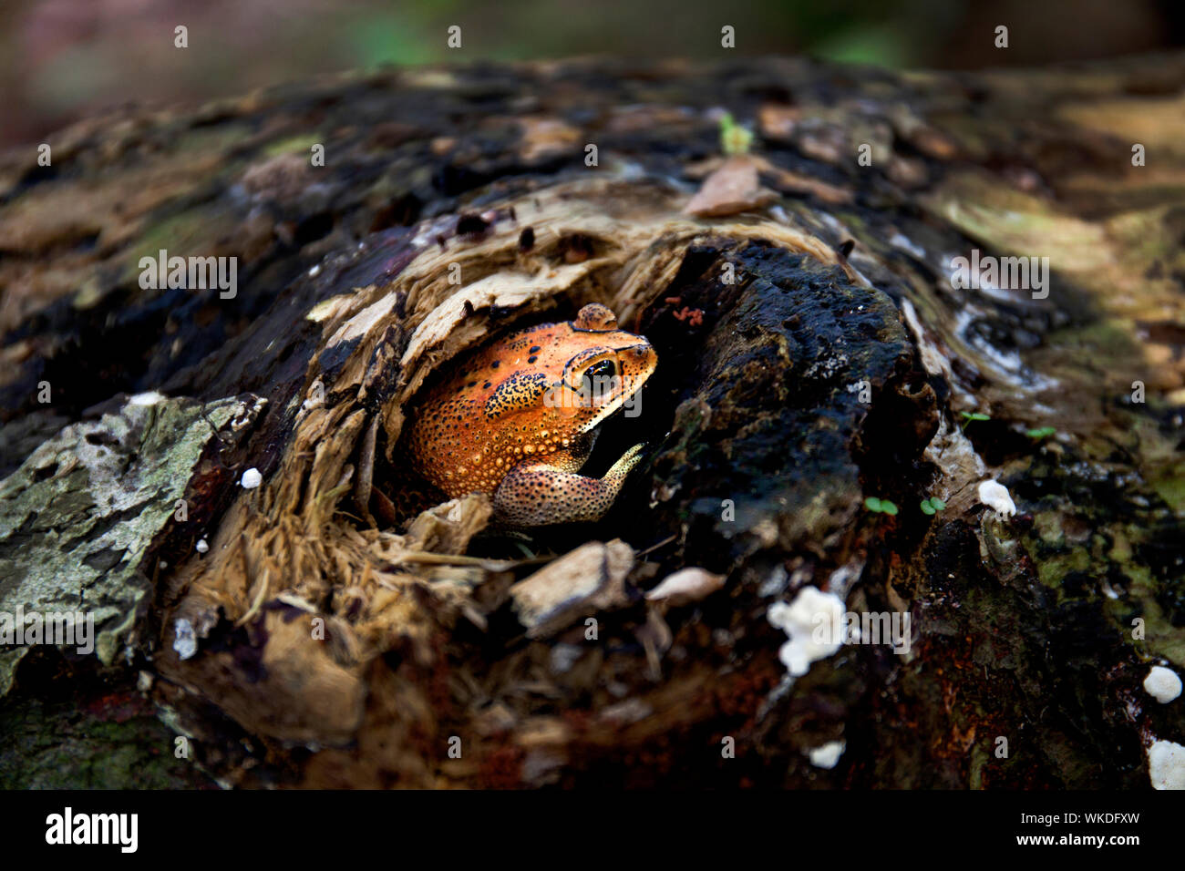 Tree Hole Frog High Resolution Stock Photography and Images - Alamy