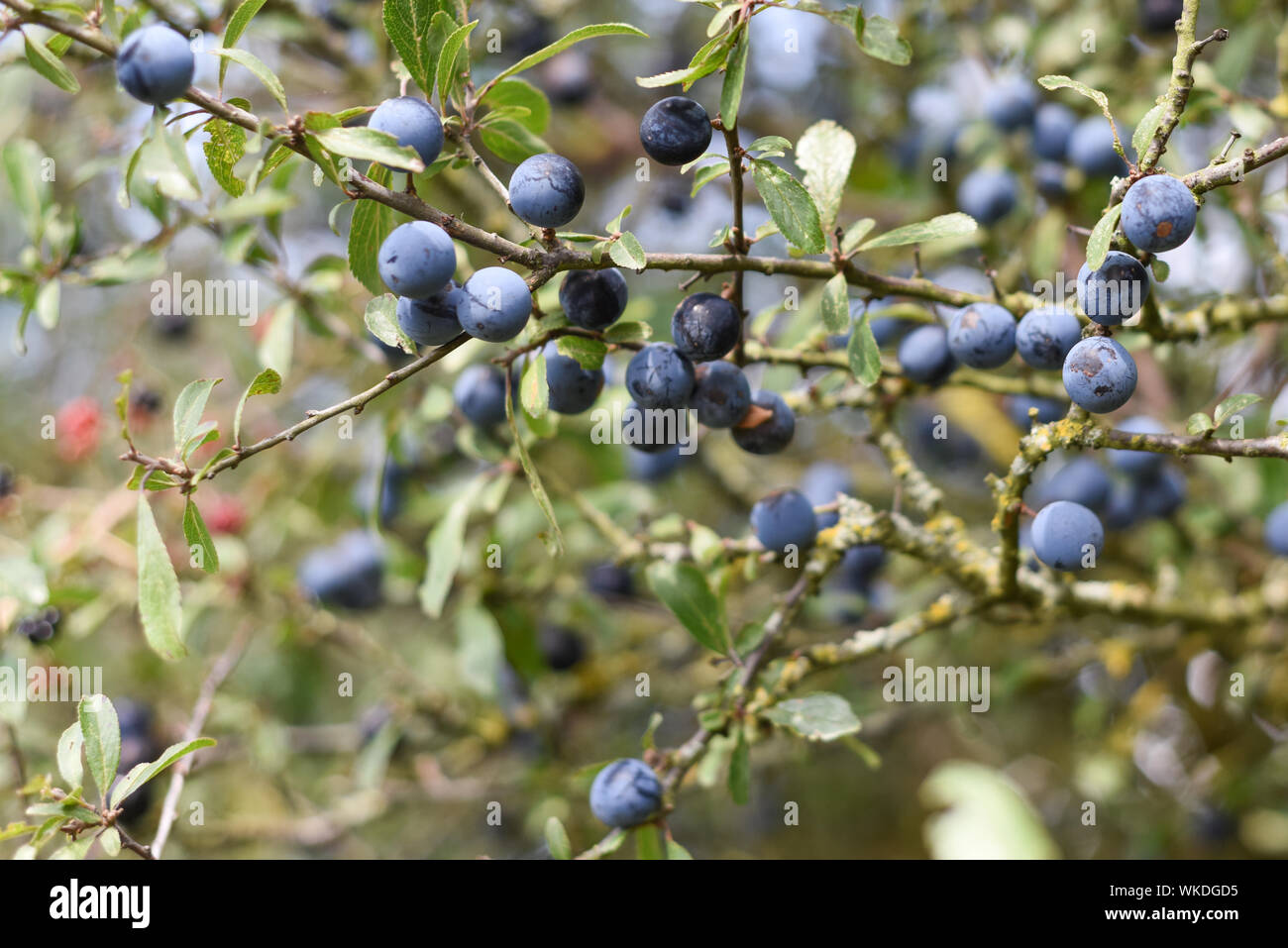 Wild fruit. Blueberry plant with blueberry fruit growing naturally on ...