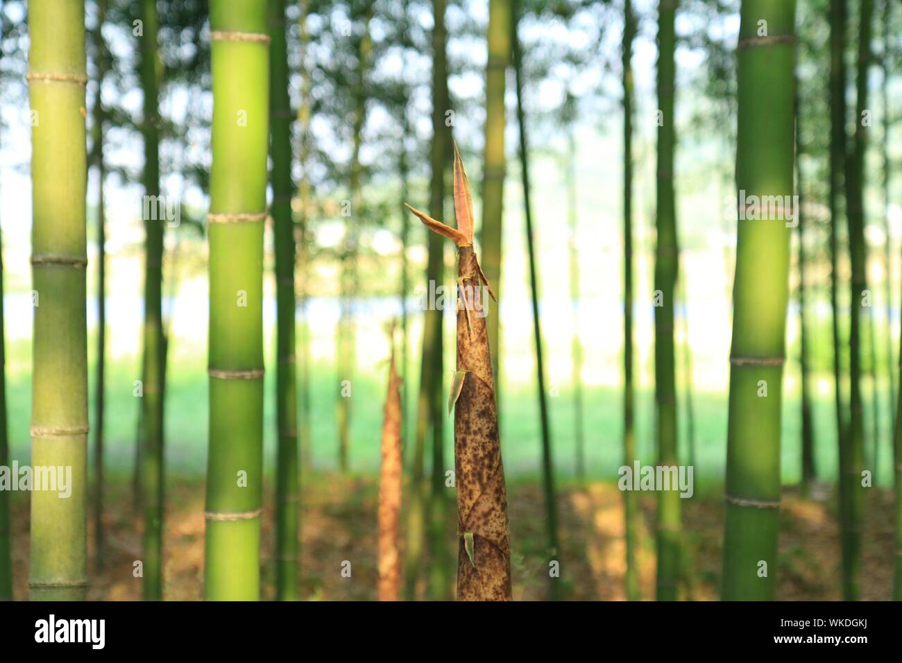 Sunny Bamboo High Resolution Stock Photography and Images - Alamy