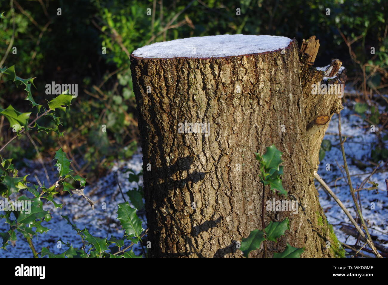 Tree stump with snow hi-res stock photography and images - Alamy