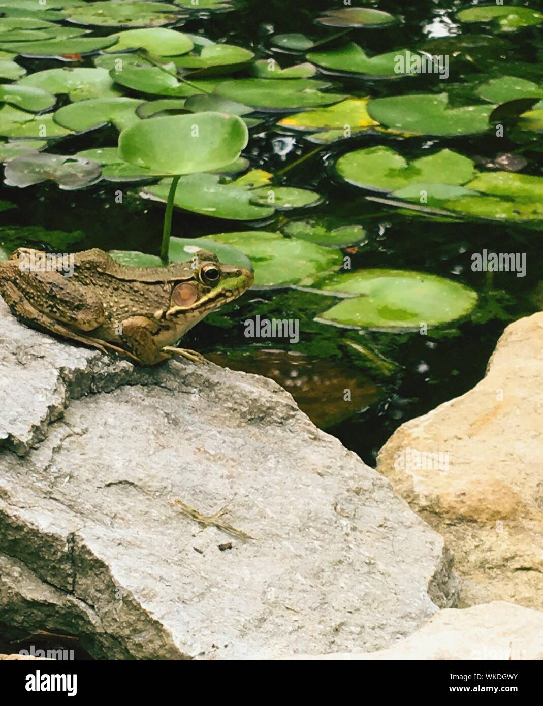 Lake with lily pads hi-res stock photography and images - Alamy