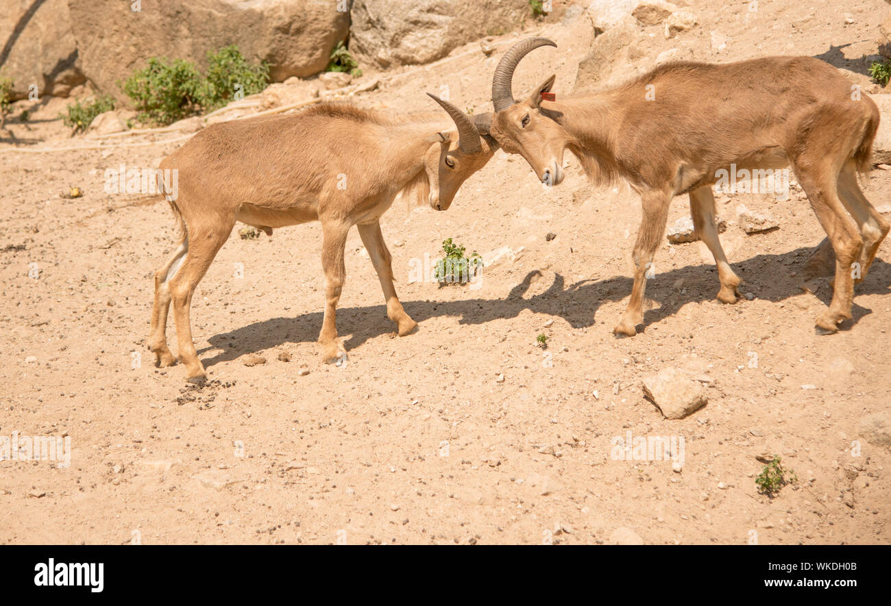 Two Goats Fighting High Resolution Stock Photography and Images - Alamy