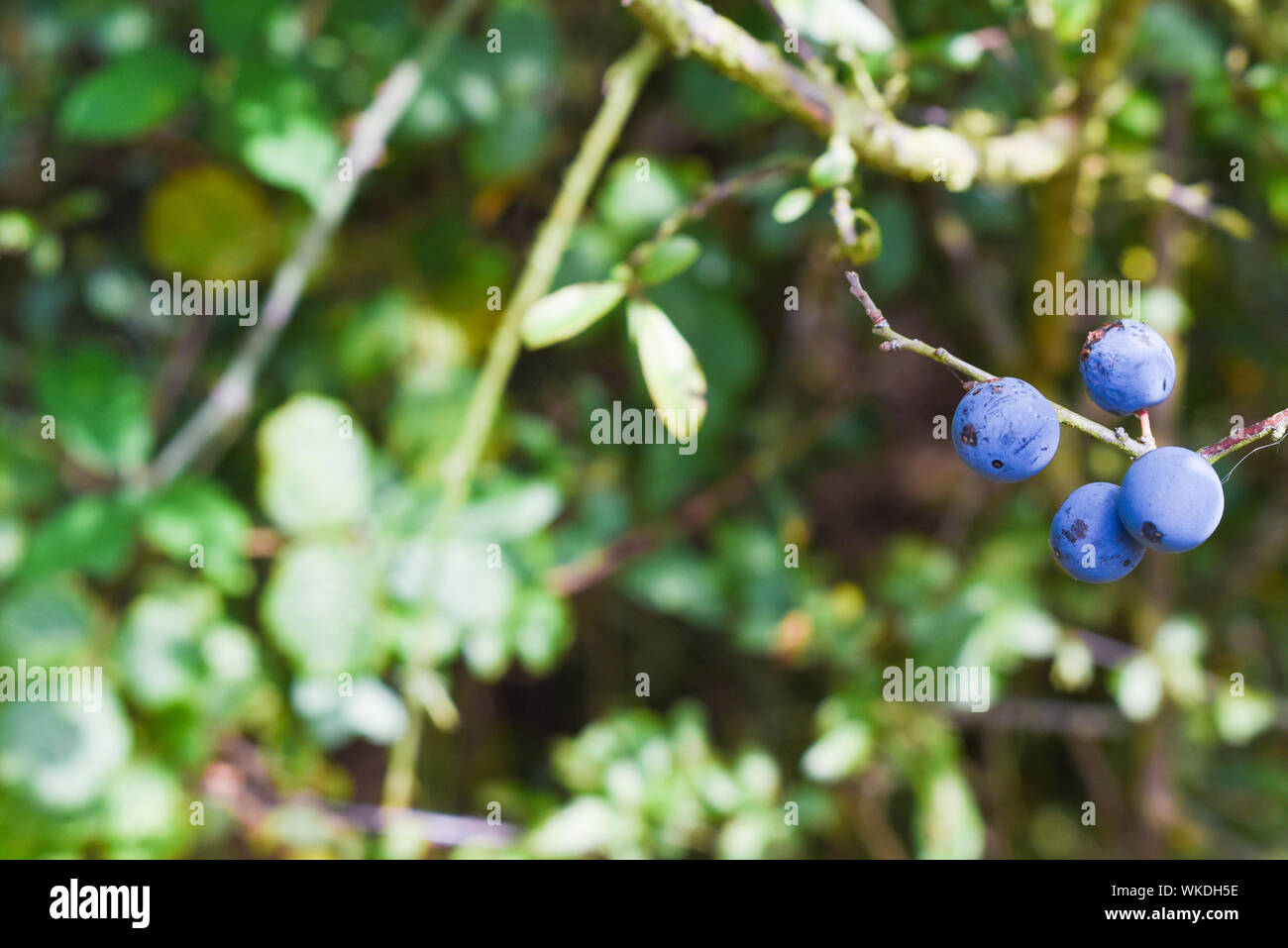 Wild fruit. Blueberry plant with blueberry fruit growing naturally on ...