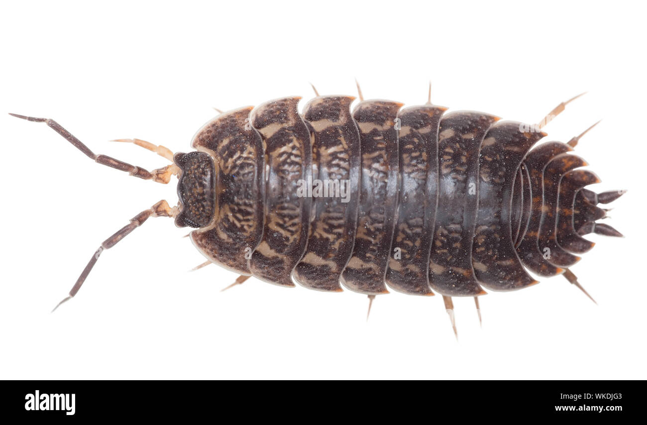 Brown big wood louse isolated on white background Stock Photo - Alamy